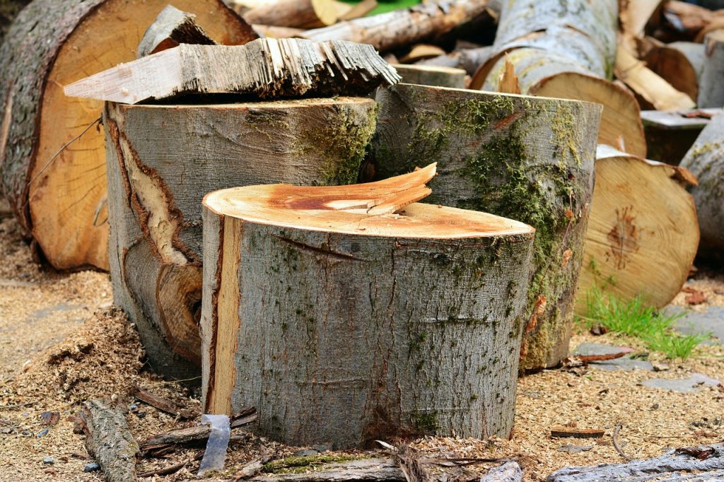 Benefits of Using Tree Fellers in South Africa | Entrepo