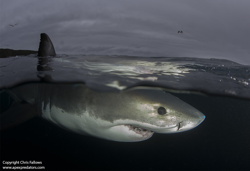 Under The Cloak of Darkness - Written by Chris Fallows | Entrepo